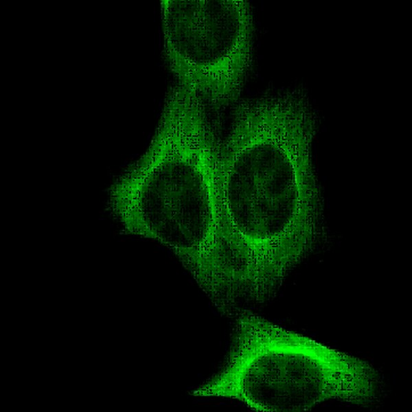 LentiBrite™ GFP-Tubulin Lentiviral Biosensor | 17-10206